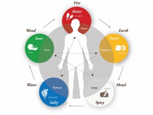 Teoria Zang Fu - Instituto Ahau - Terapeutas Especializados